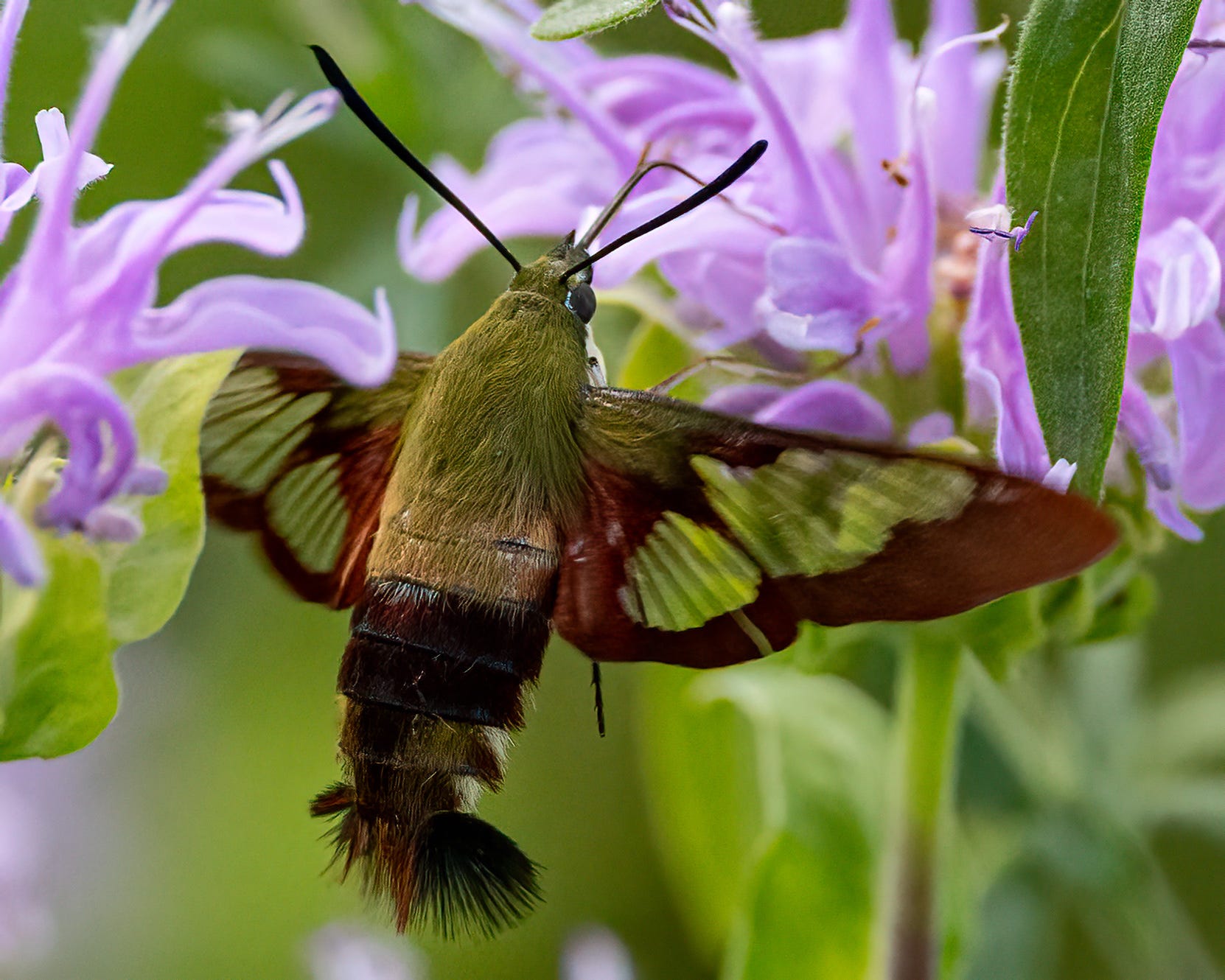 The Bee Hawk-Moth: A Master of Mimicry and Flight – New and Tips