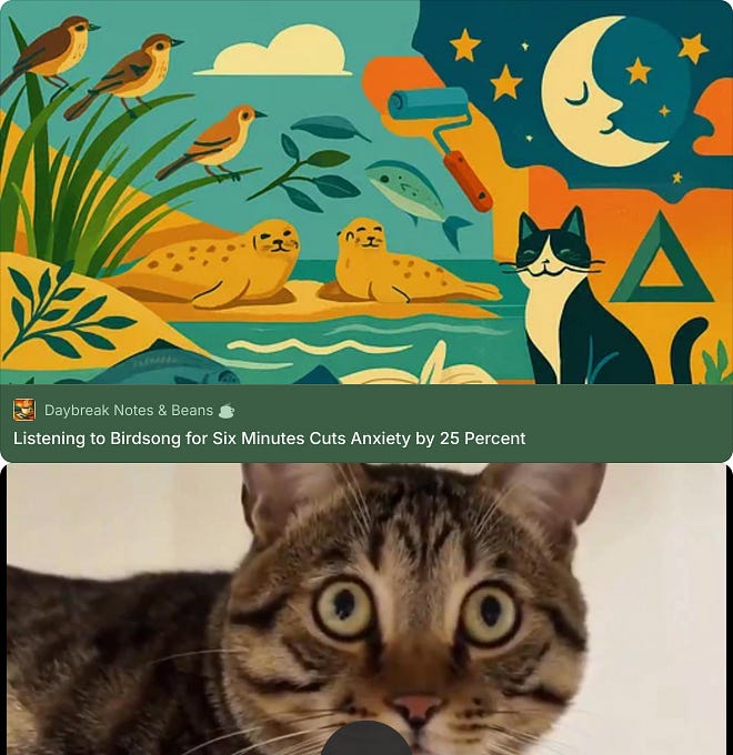 Alexander Verbeek (@theplanet): "I love this cat's reaction to the ...