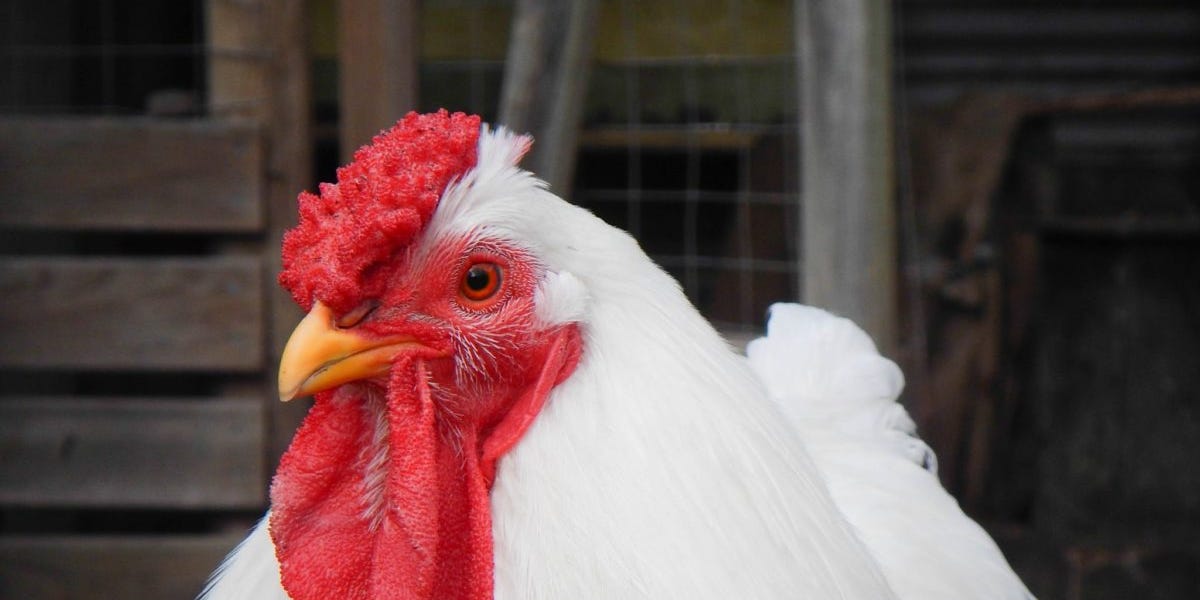 NVSL Released AZ D1.1 (We Think), but That's Just the Half of It...