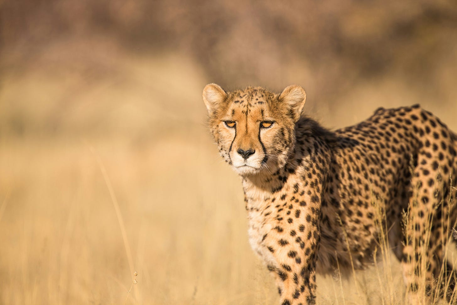 Endangered Cheetahs: Why the World’s Fastest Land Animal Is at Risk
