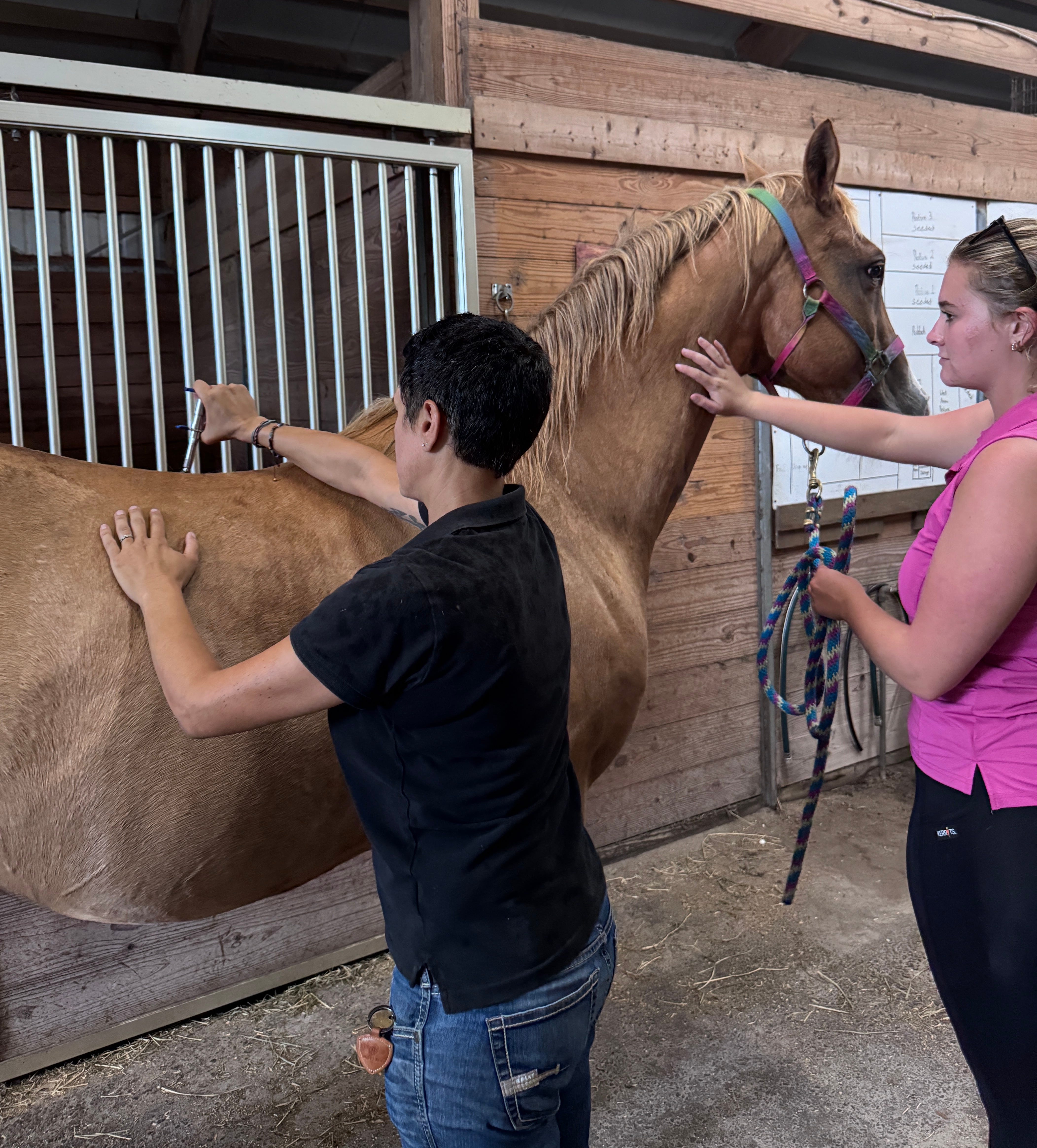 Unlocking the Stifle: A Holistic Approach to Stifle Dysfunction Using ...