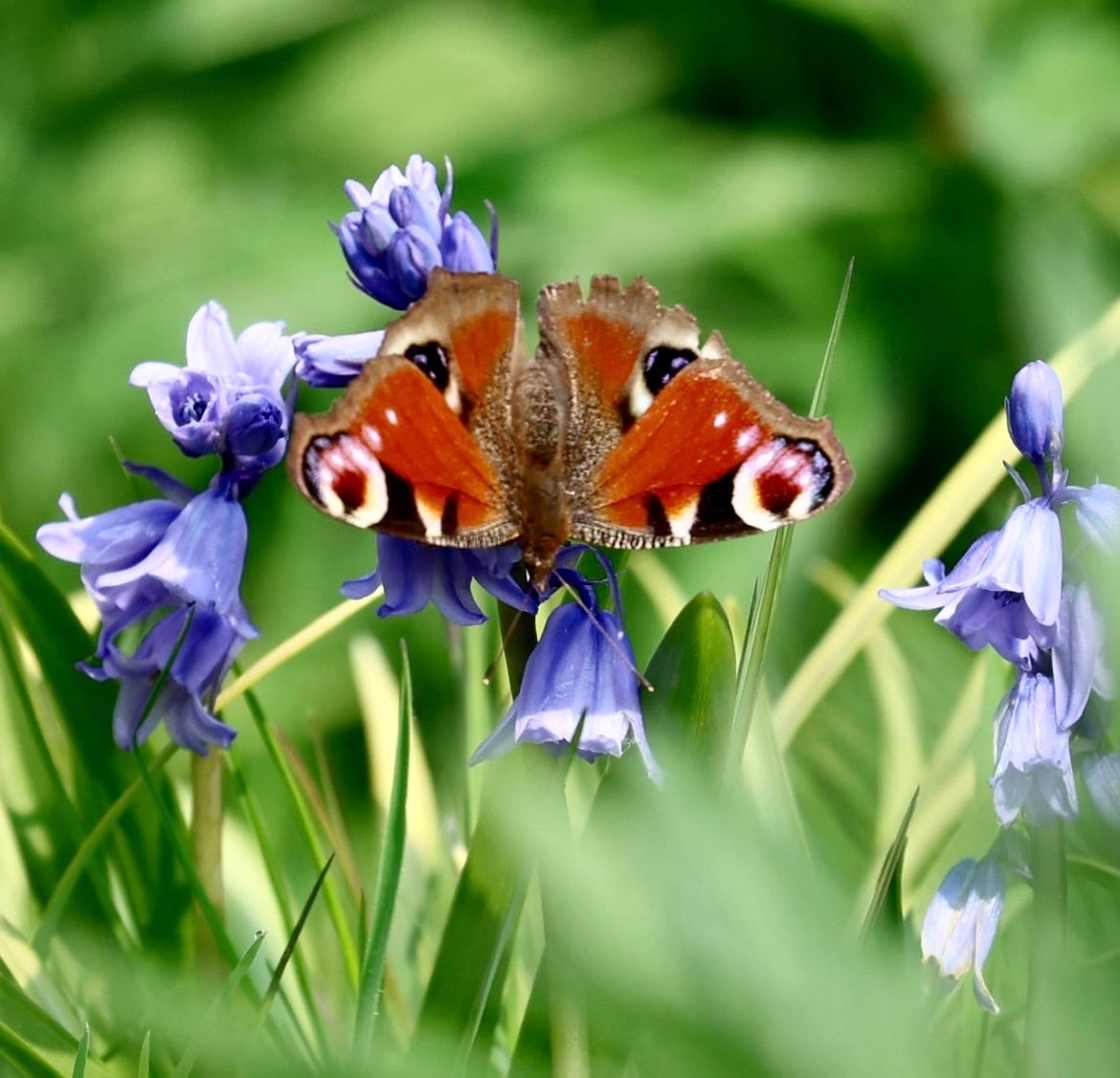 The Beauty of Butterflies - by Frank Gardner