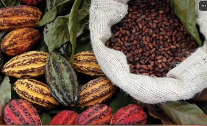 Ancient Maya Chocolate: Sacred History Faces Climate Crisis