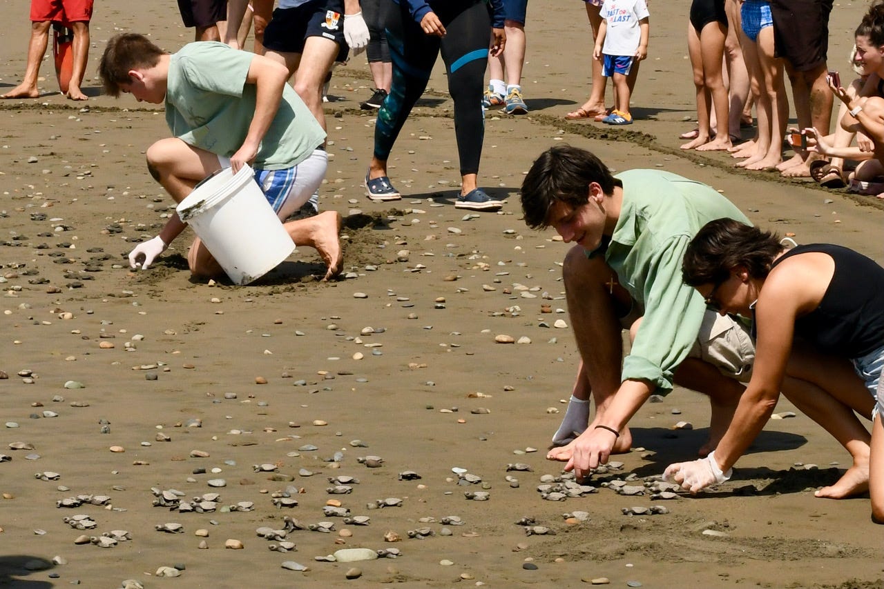 Baby sea turtle release in Costa Rica - by Marlo Leaman