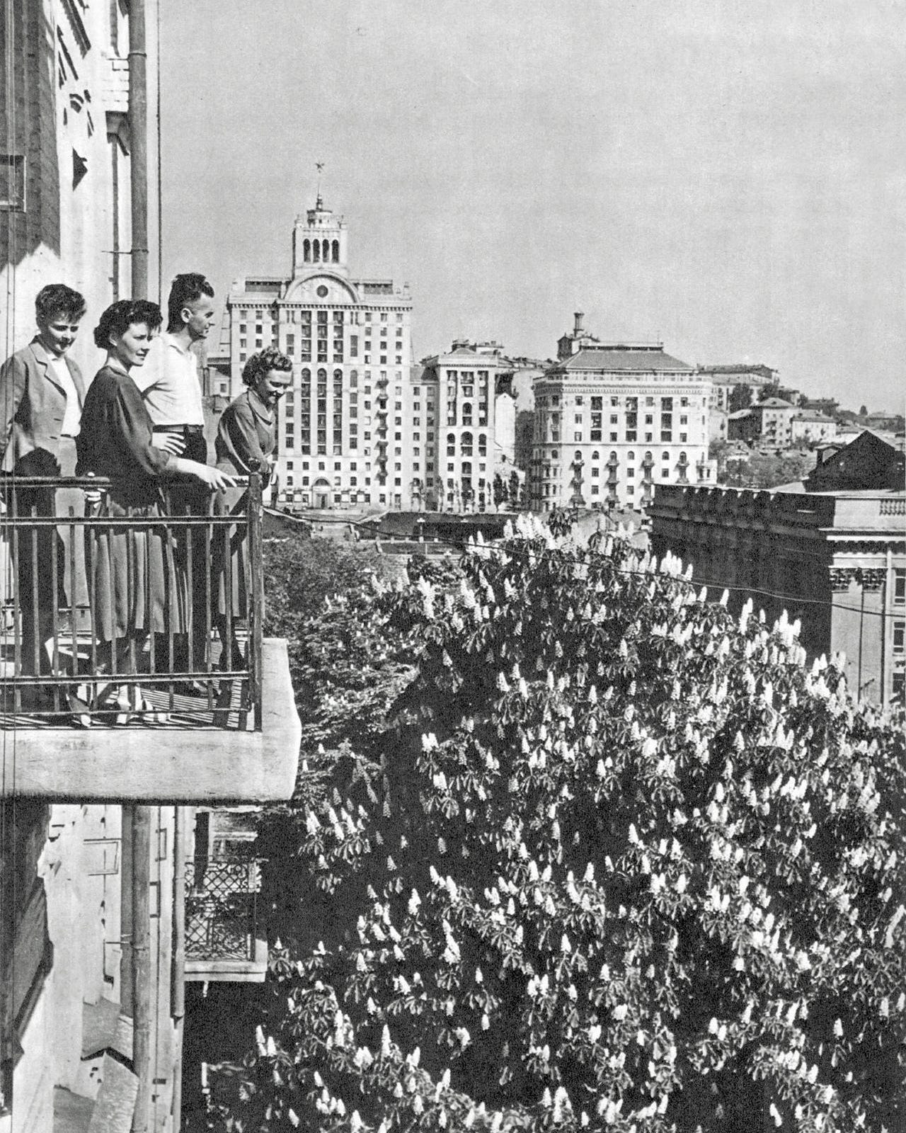 How chestnut trees became a symbol of Kyiv