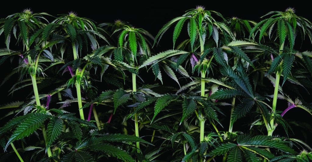 Difference in Flowering from Seedling vs. Clone — E T H O S