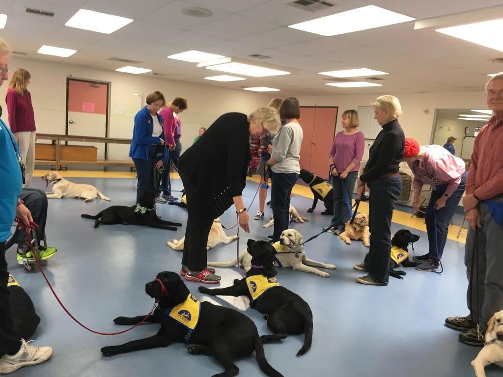 Training service and therapy dogs to provide assistance and companionship