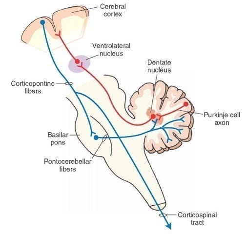pontocerebellum function