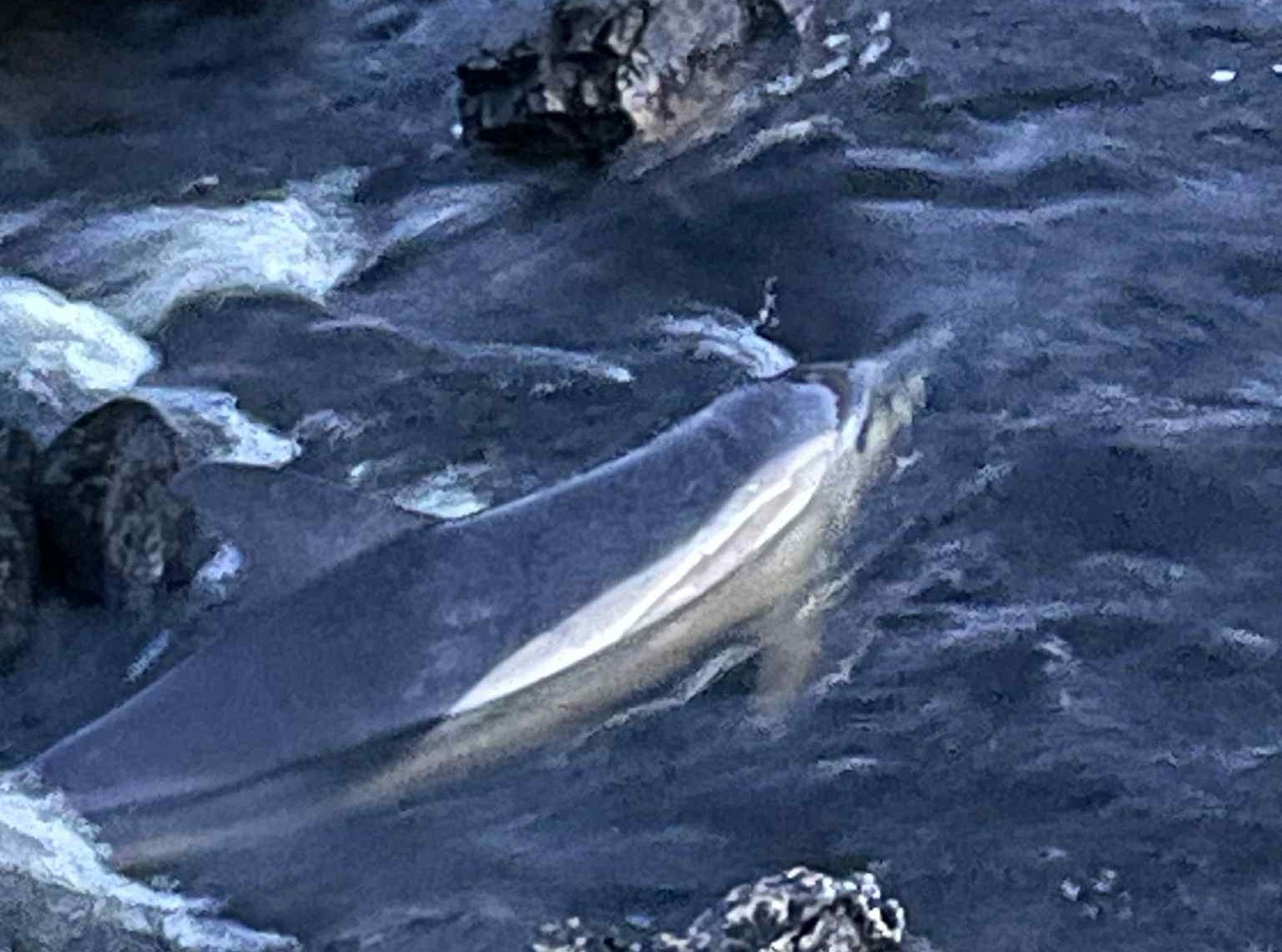 Ten dolphins found stranded with the space of a few days across British ...