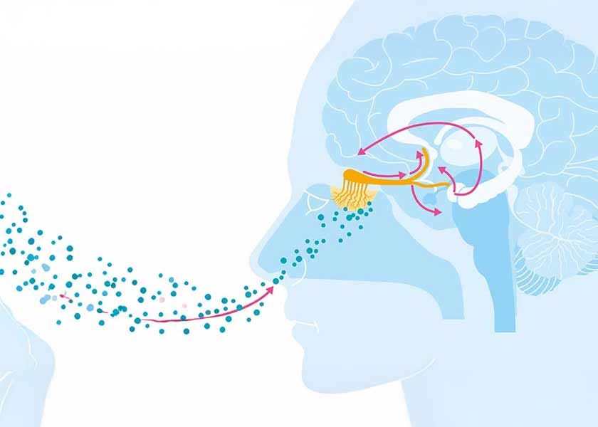 How Does the Brain Interpret Aromas as Taste? A Recent Study Provides a ...