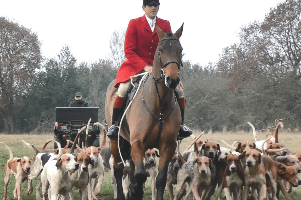 A look behind the UK's fox hunting curtain