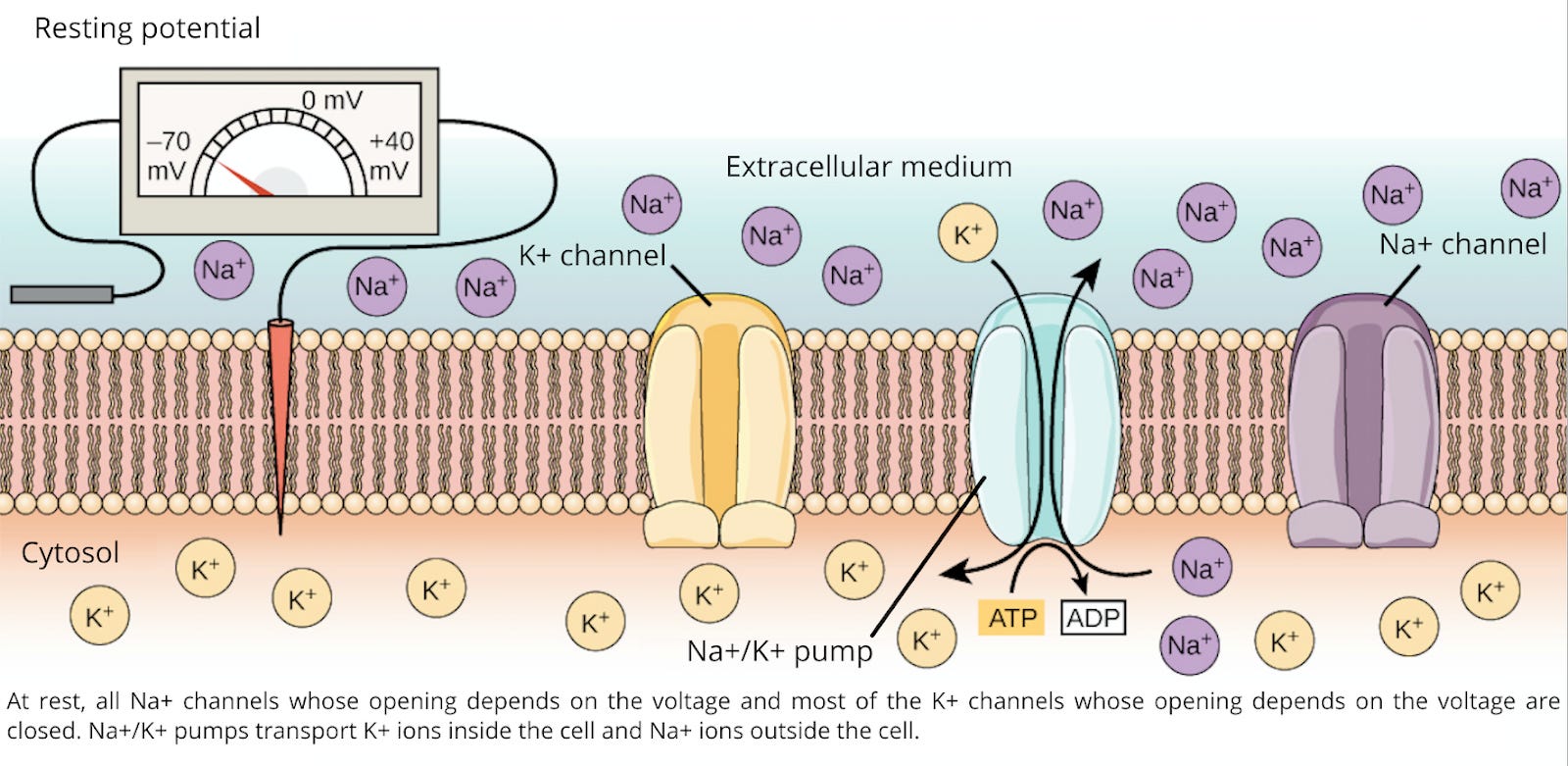 What's the deal with bioelectricity? - by Eryney Marrogi