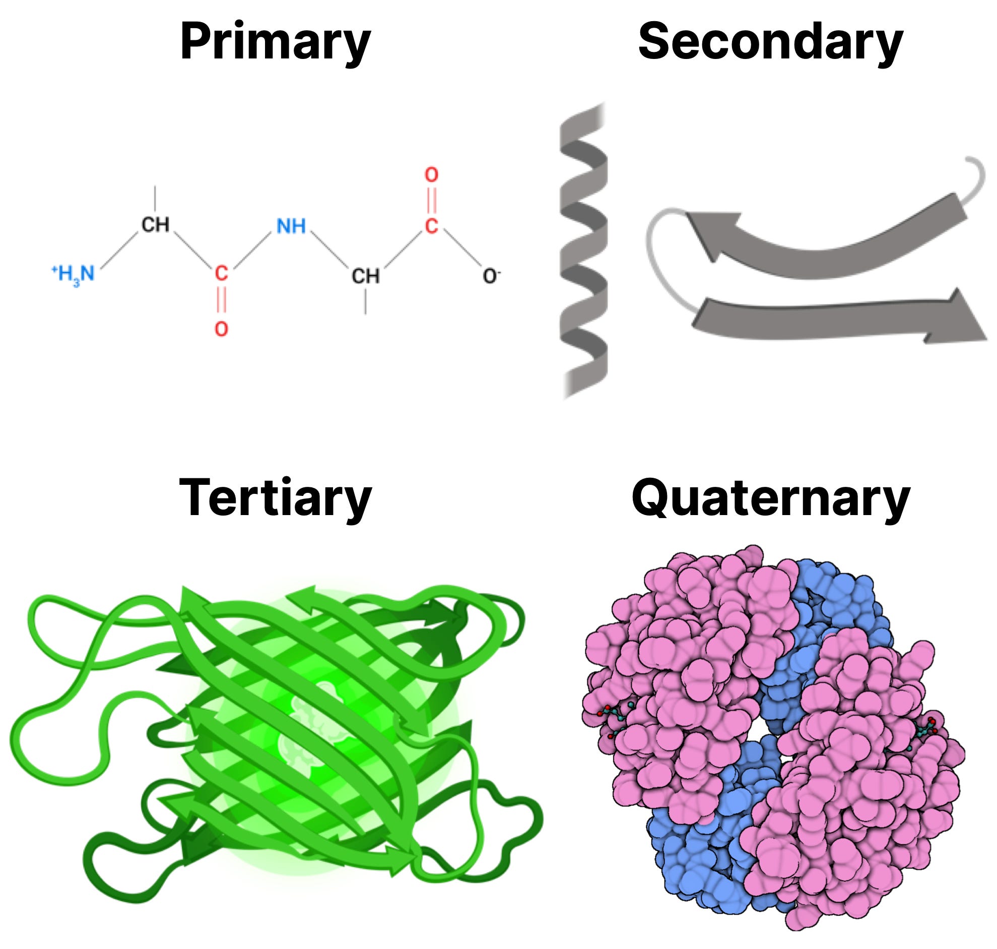 AlphaFold: Protein Structure Prediction - by Alishba Imran