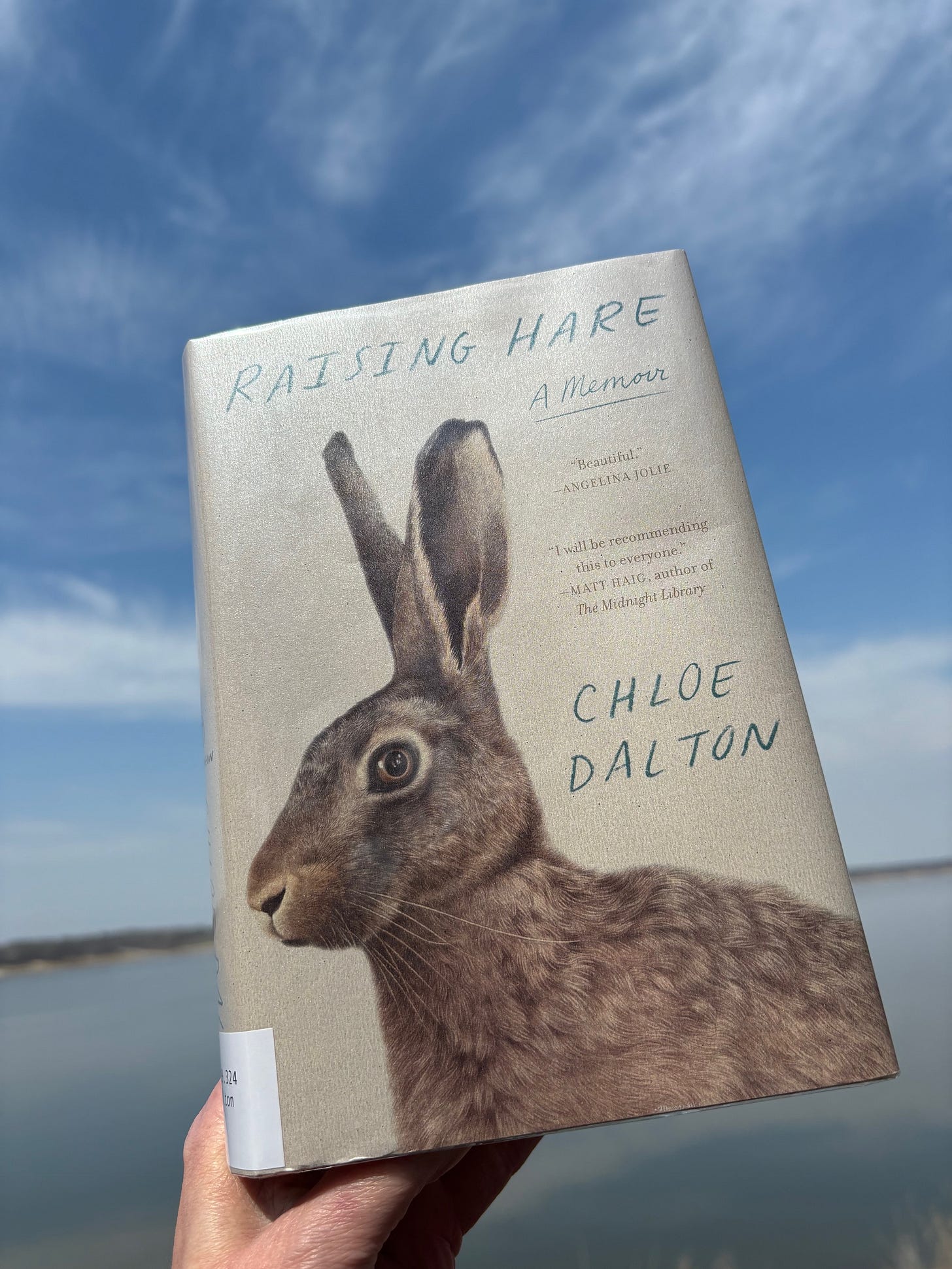 Raising Hare: Thoughts + Takeaways