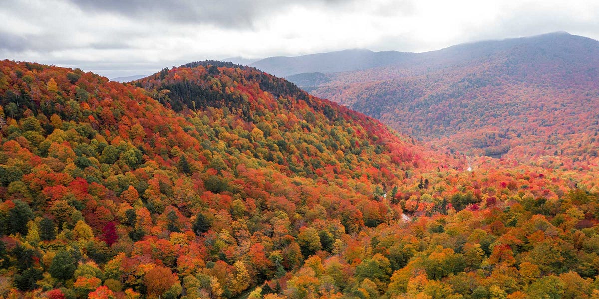 5 Incredible National Forests to See Fall Foliage (This Year)