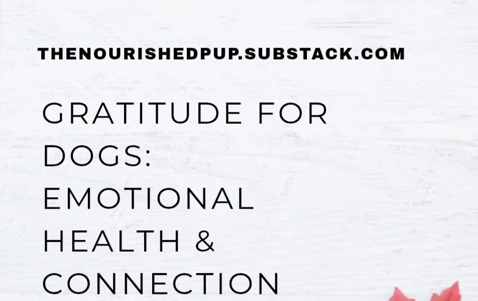 Gratitude for Dogs: Emotional Health & Connection