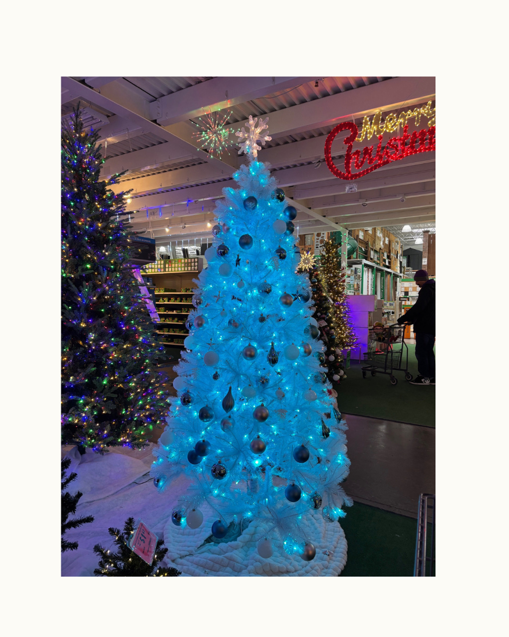 The story of the blue Christmas tree - by Brittany Chaffee