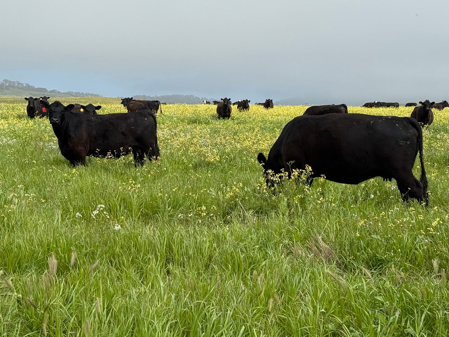 Nature Conservancy secured $10 million grant before finalizing Point ...
