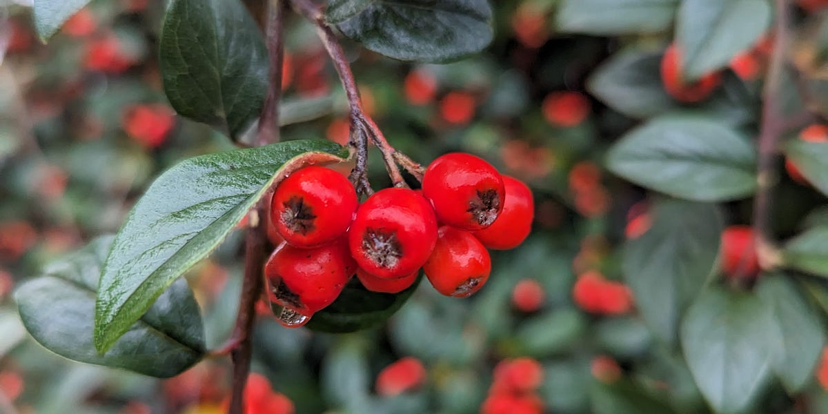 Cotoneaster - by A. Potentilla - Urban Food Forest
