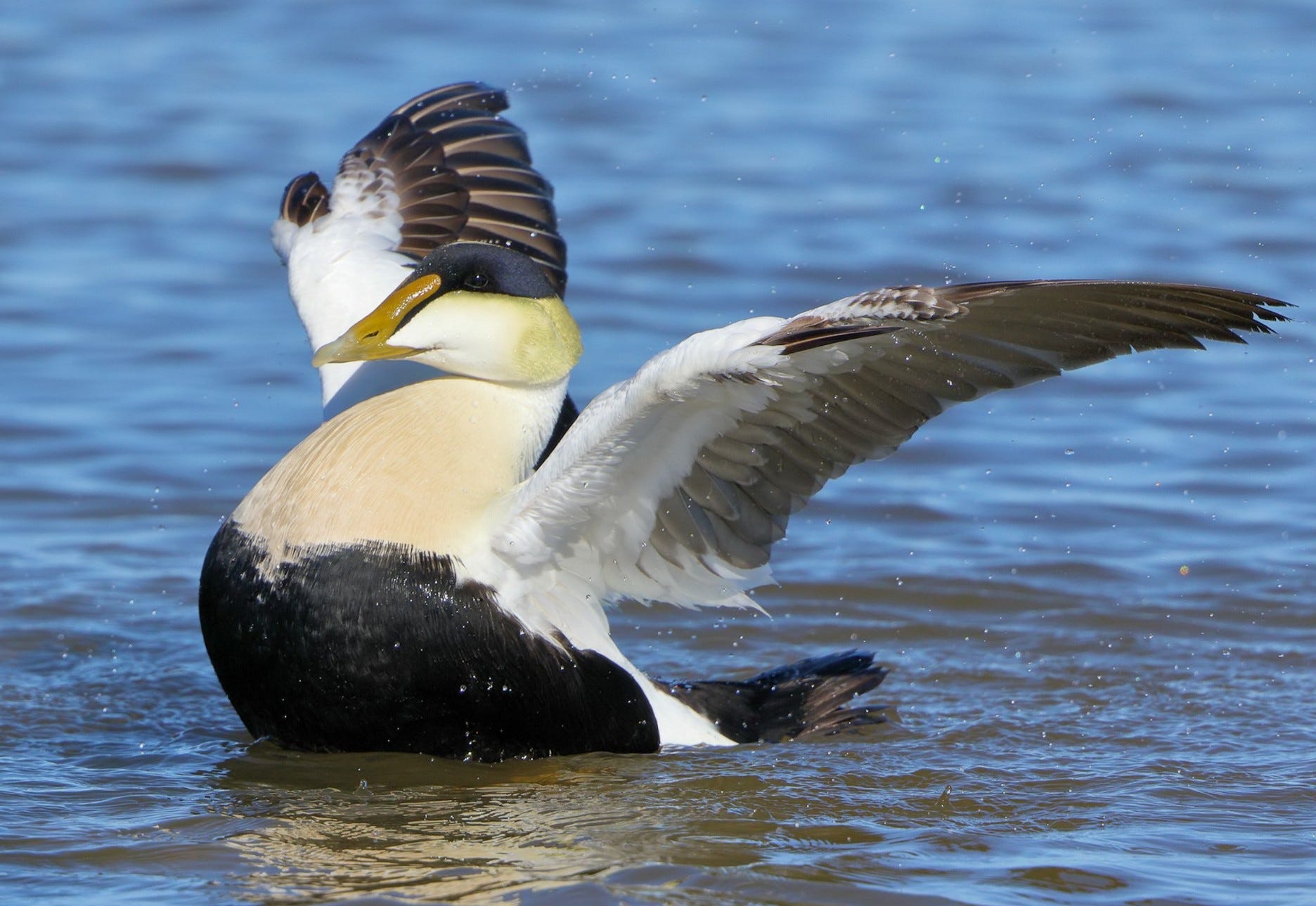 The Place of Tides: One Woman's Quiet Revolution to Bring Eider Ducks ...