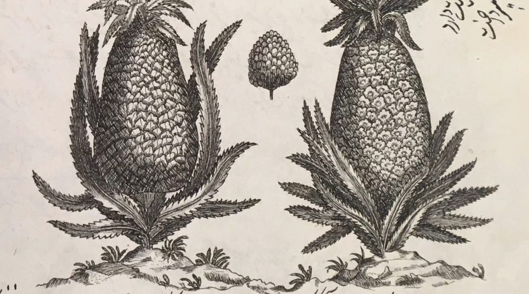 A history of… pineapples - by Paul Lenz - Histories