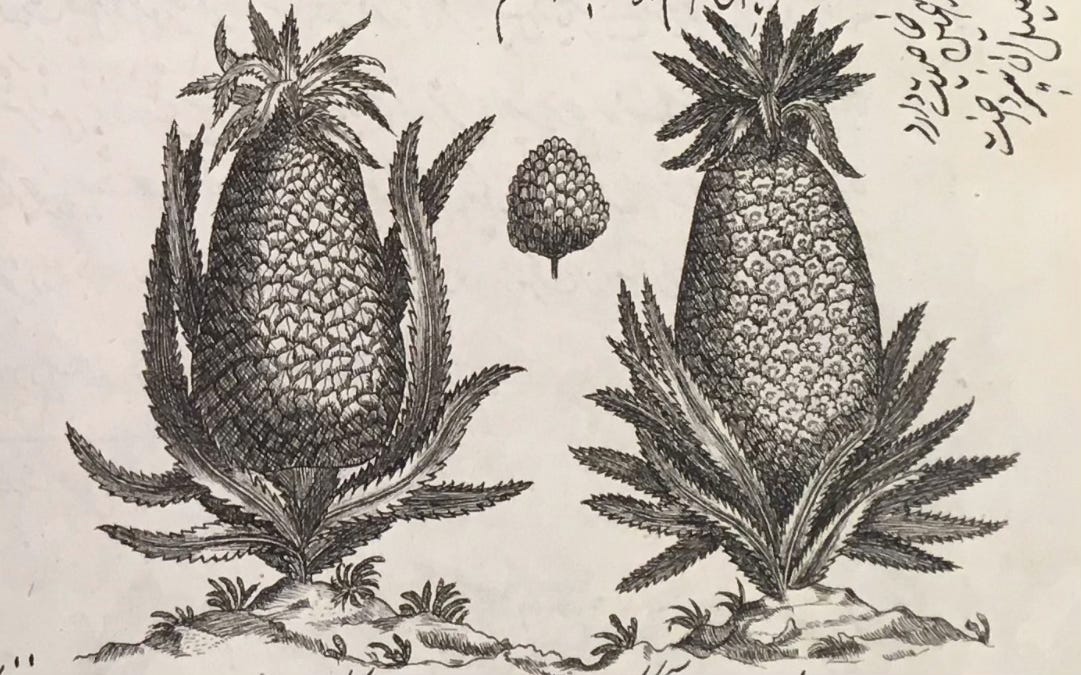 A history of… pineapples - by Paul Lenz - Histories