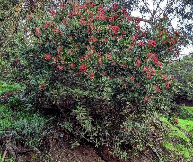 Toyon - The New World Christmas Berry - by Chris Bell