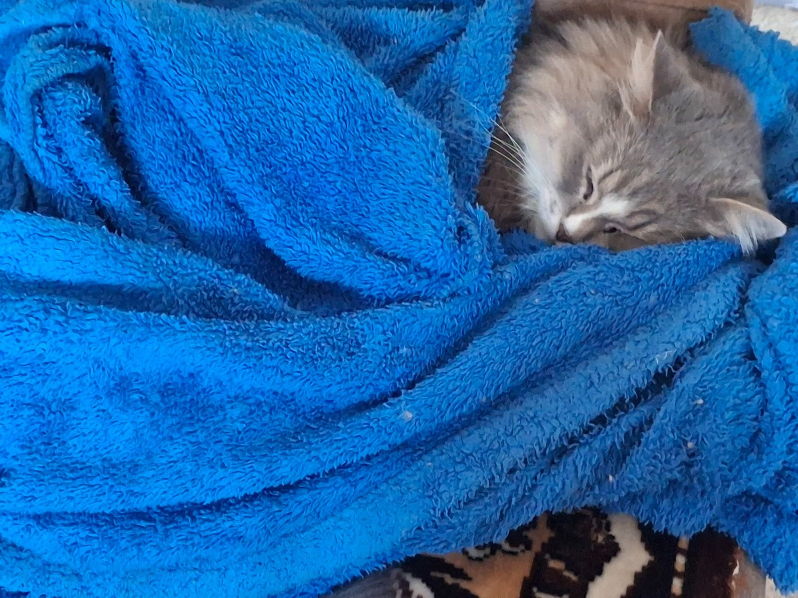 Only reliable U.S. aid for Ukraine: McDonald’s