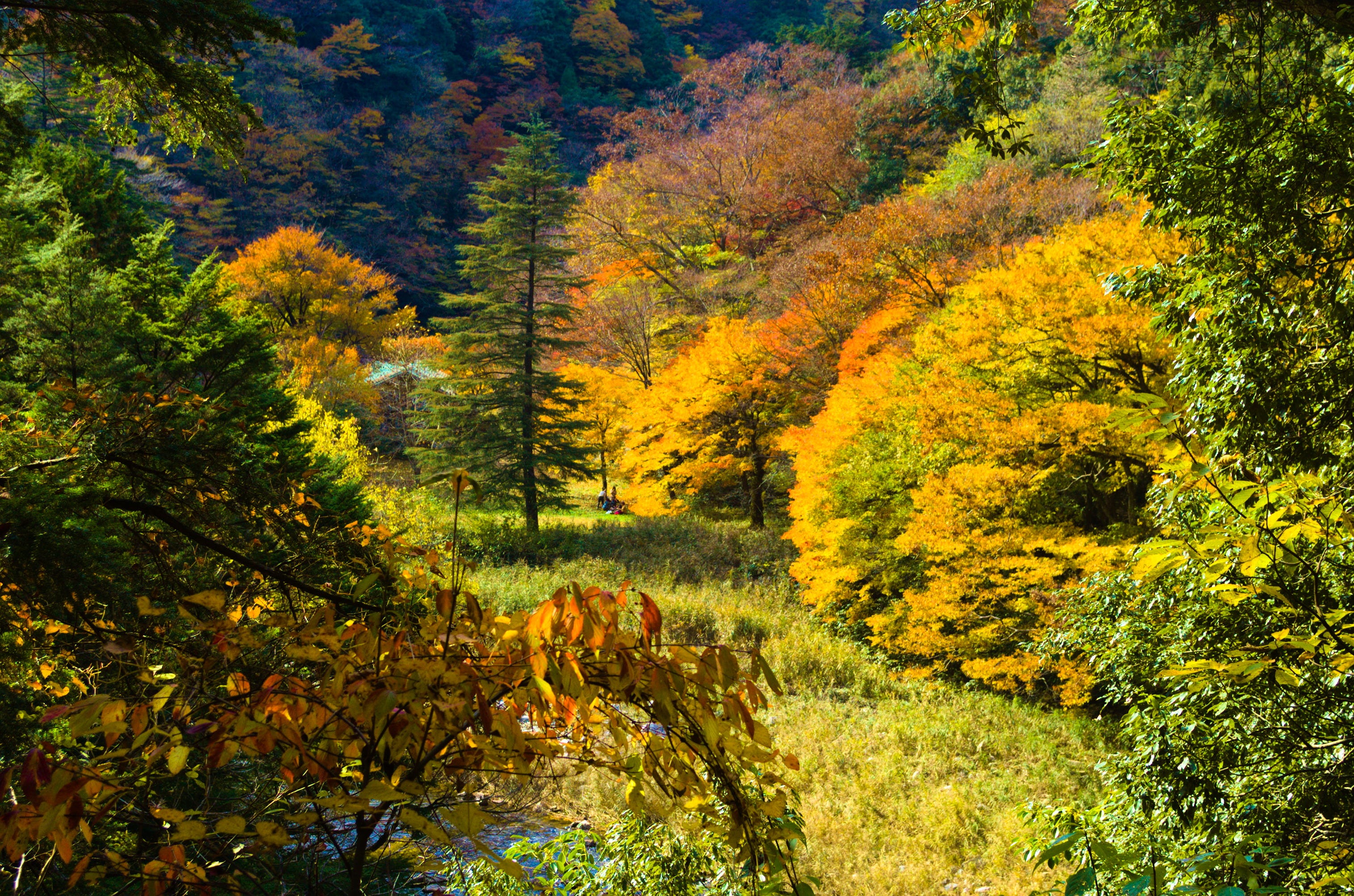 Japan's Secret Autumn Spots: 3 Hidden Gems Only Locals Know About