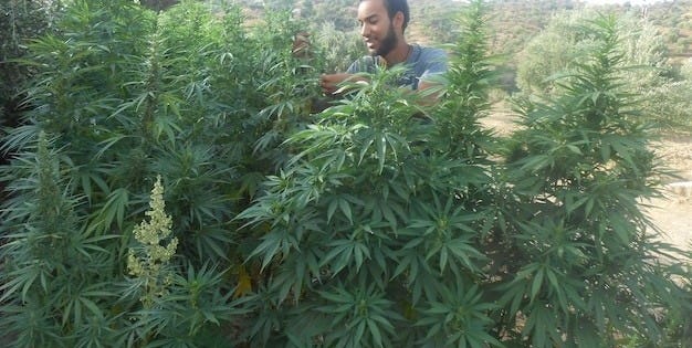 A History of Hemp - by Ted Williams - Ted’s Substack