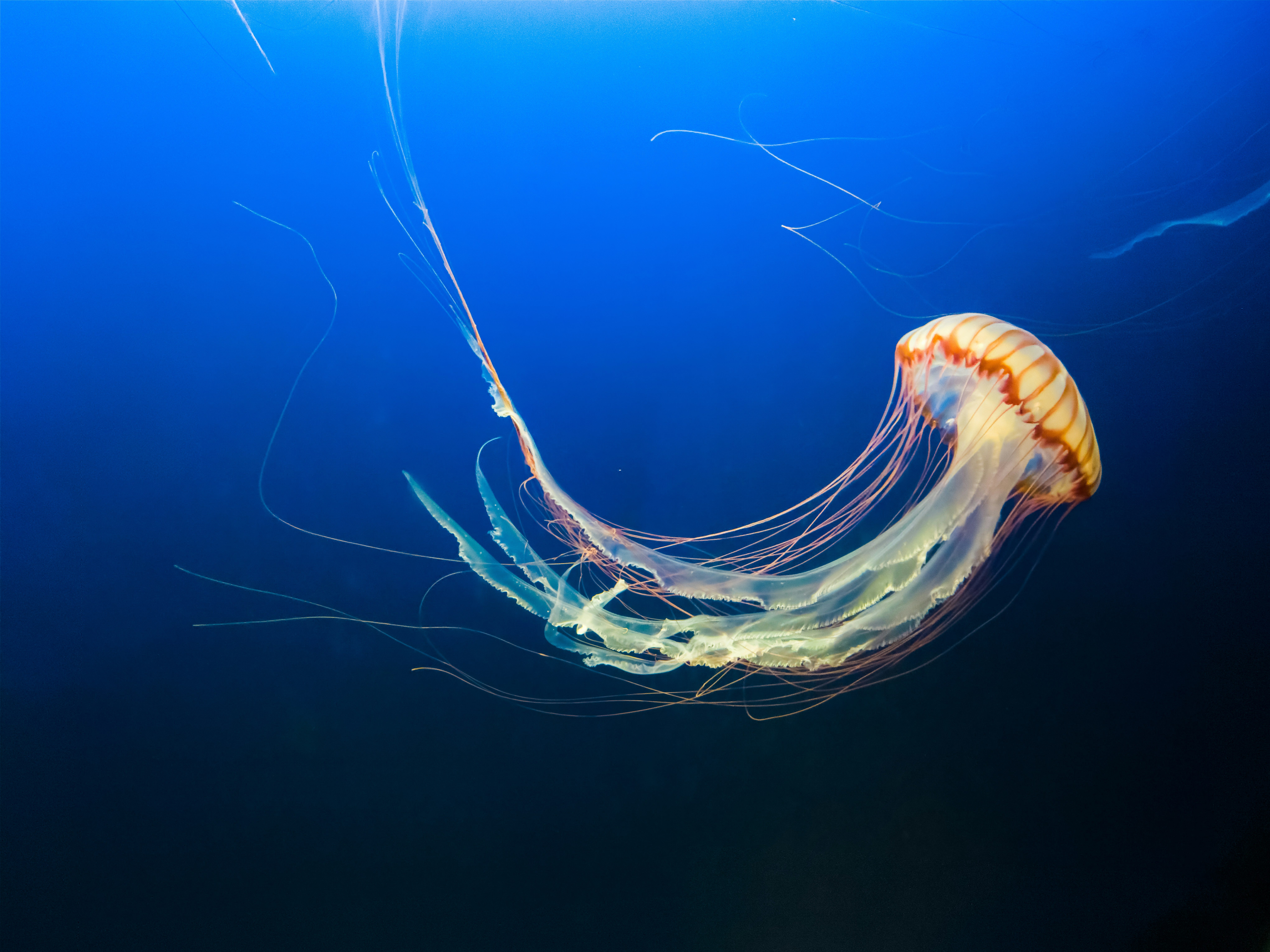 How Jellyfish 'Think' Without Brains (and Nine More Good News Stories)