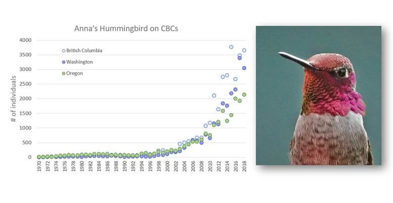 The complicated decline of the Rufous Hummingbird
