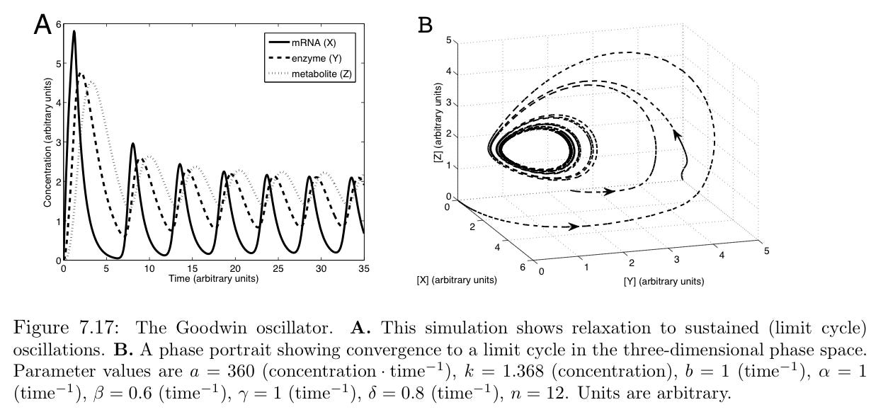 The Goodwin Oscillator: A project