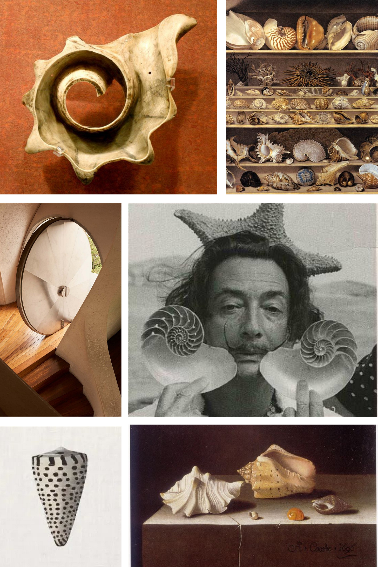 shell drawings by famous artists
