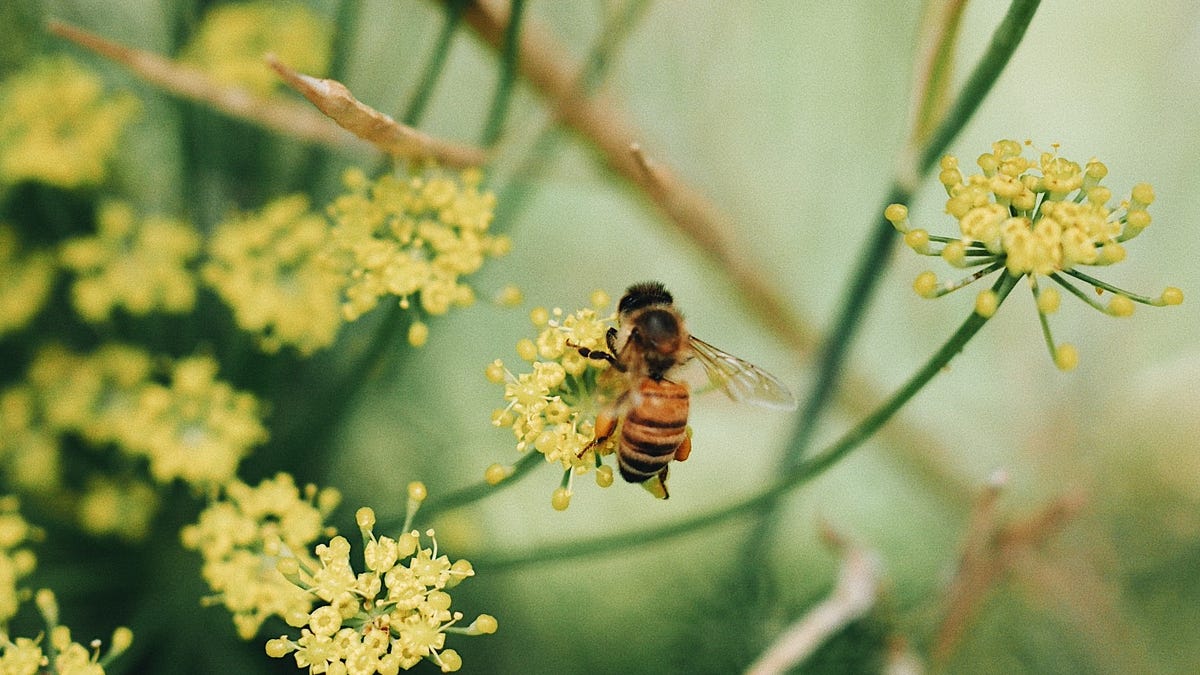 simple umbel example