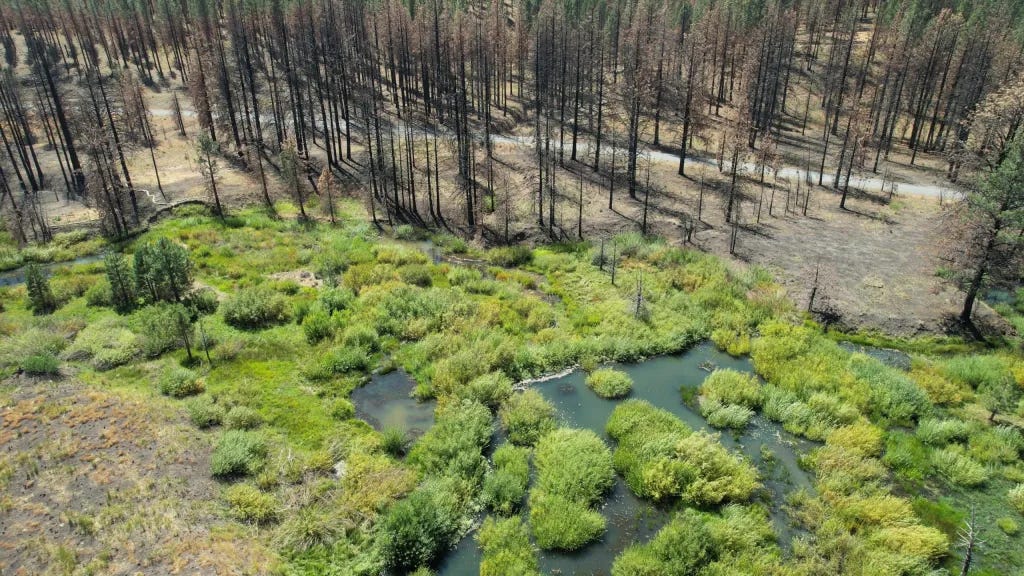 Your Daily Dose of Climate Hope: April 21, 2026 - DRAFT