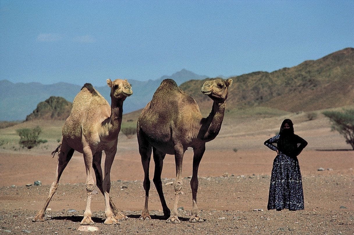 From Arab Tribes to Muslim States (an explainer)
