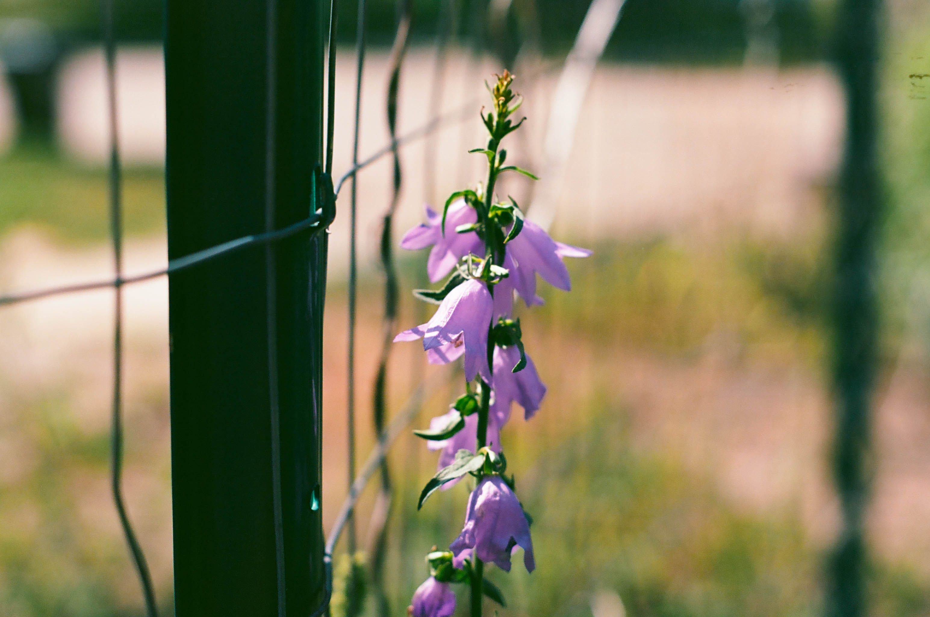 Pentax Super Program (Super-A) - Weier Photography Blog