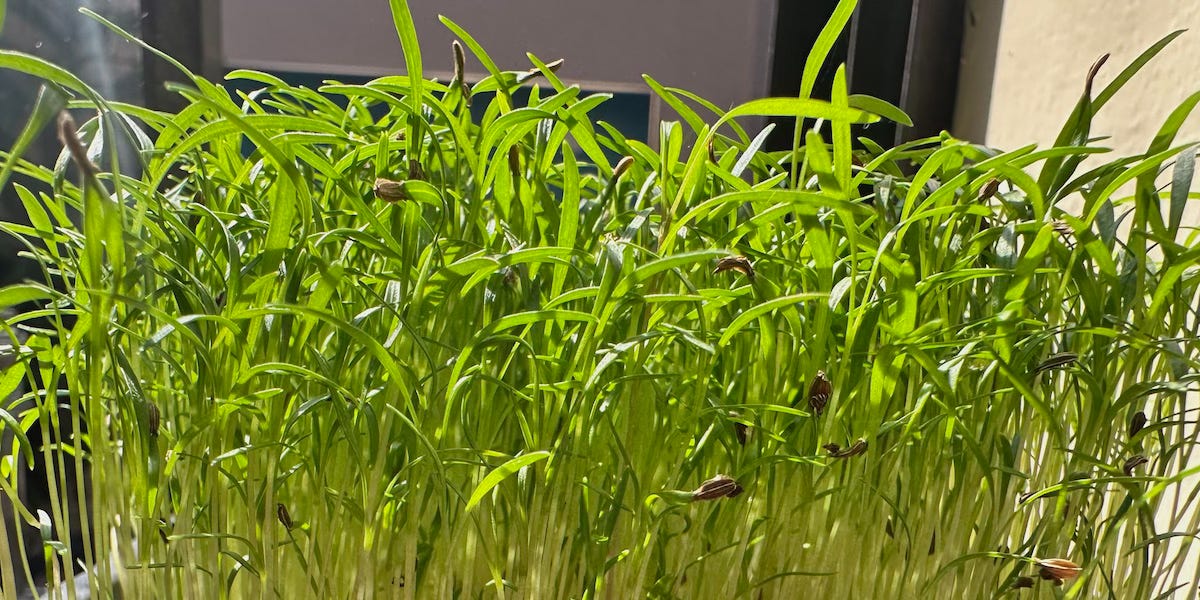 🌱 Happy September - Sproutpeople’s Newsletter