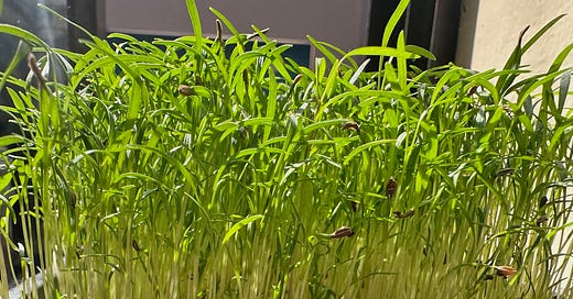 Sproutpeople’s Newsletter | Substack