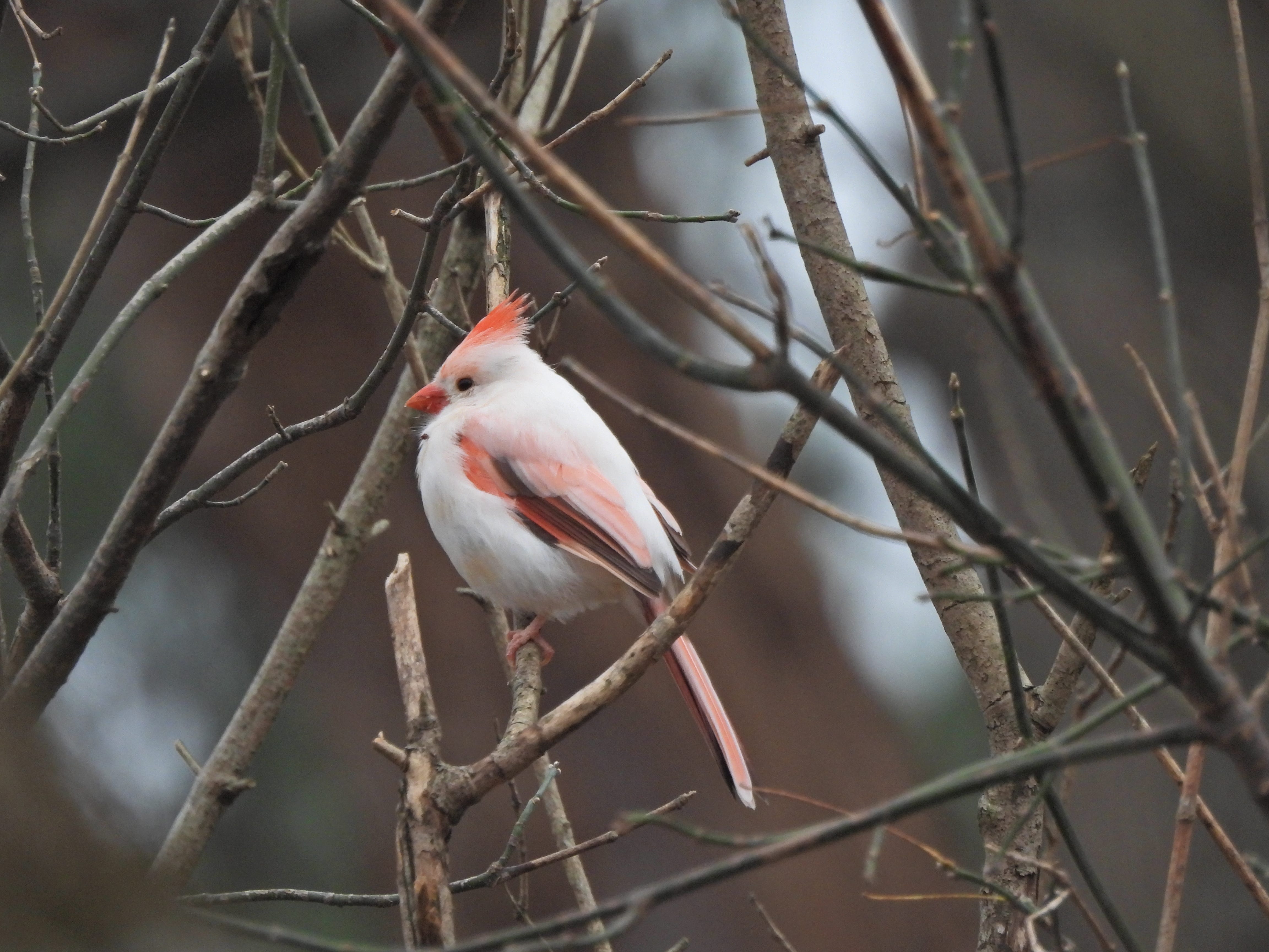Meet Leucy - the Leucistic Northern Cardinal