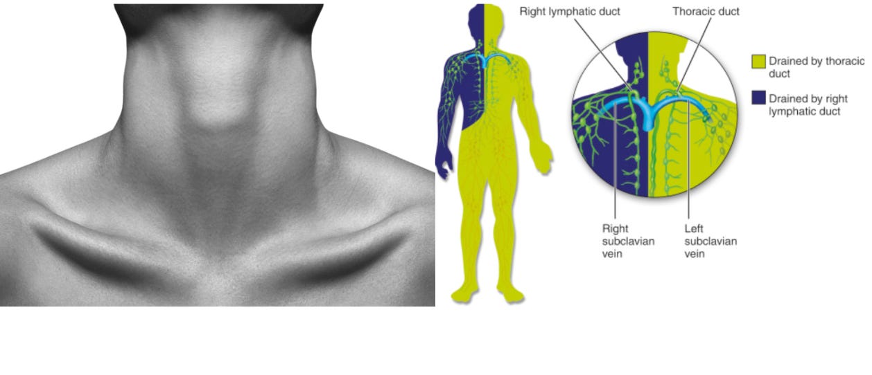Lymphatic drainage blueprint for a sculpted stomach, gut health ...