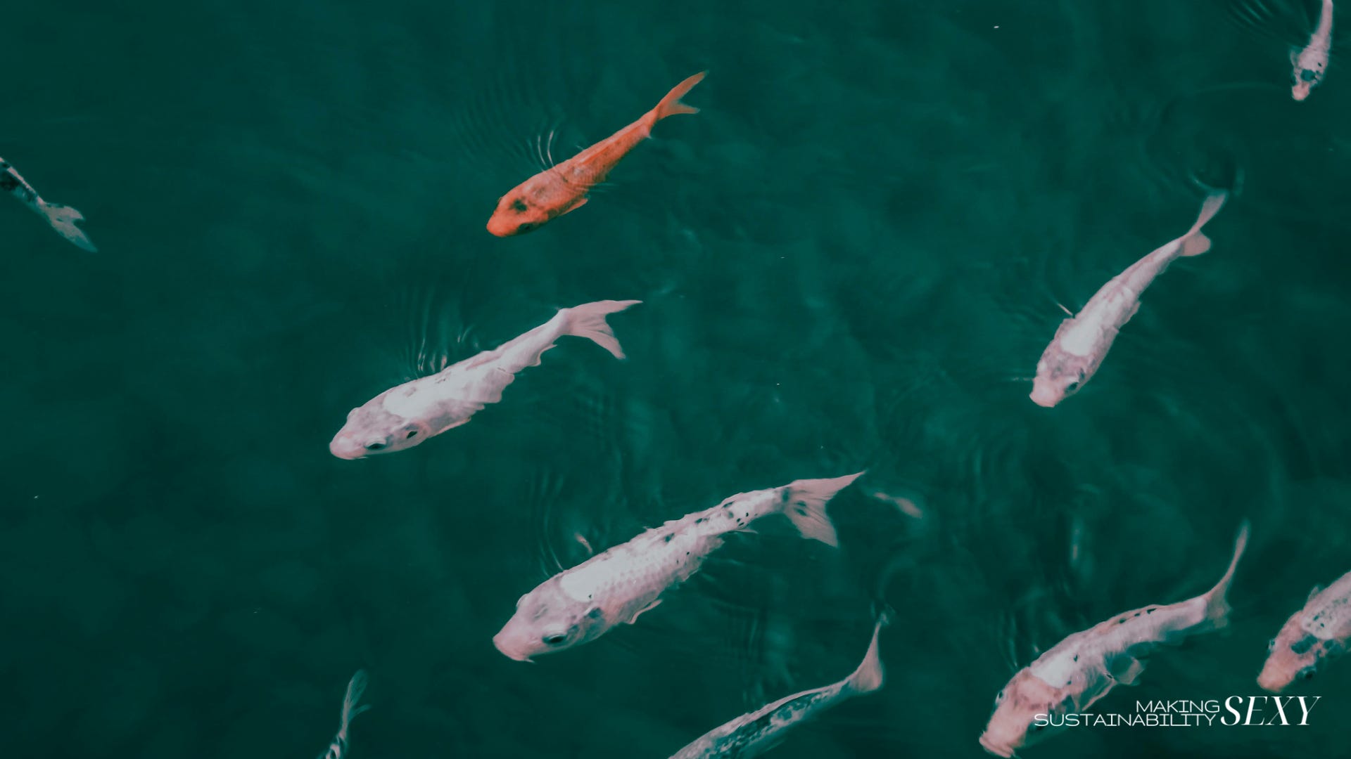 UMORFIL®: Fibre Made From Fish - by Chloe Grant