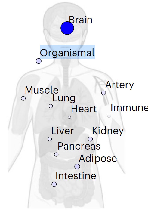 New Anti-Aging Evidence For Estrogen - by Eric Topol