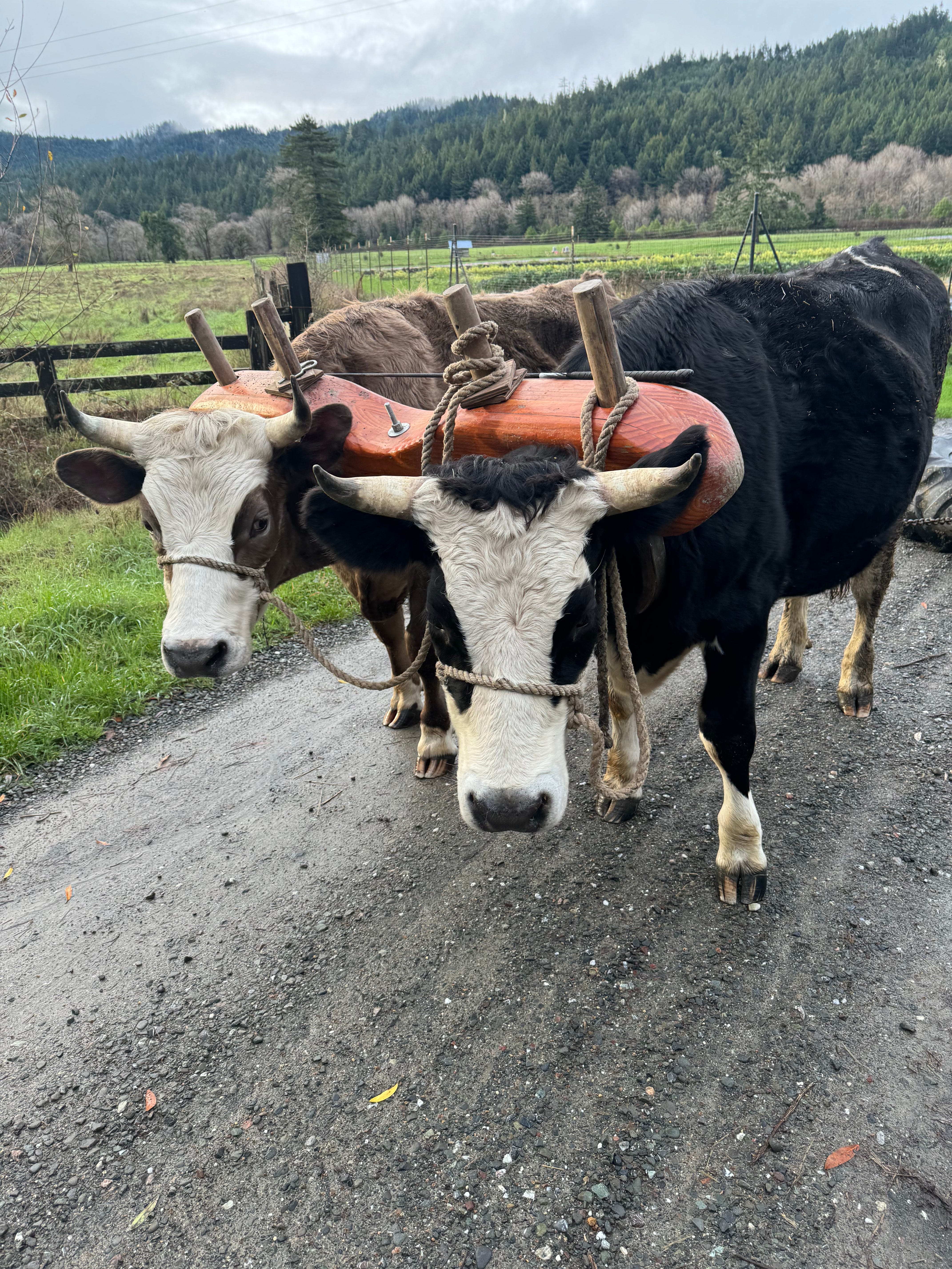 Why Oxen - Cattle Culture