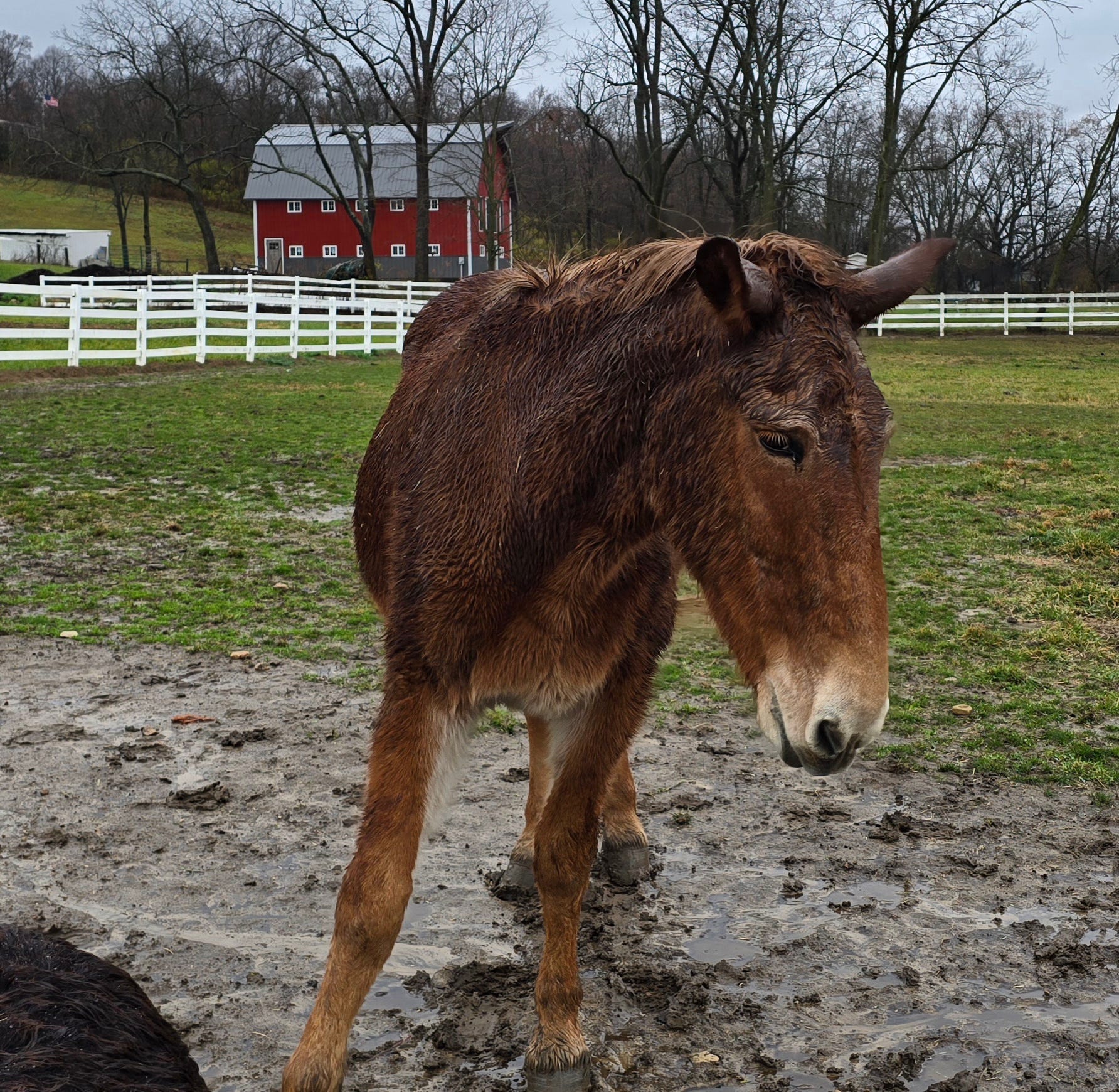 Sometimes mules got in the army 'cause they'd pulled a wicked trick ...