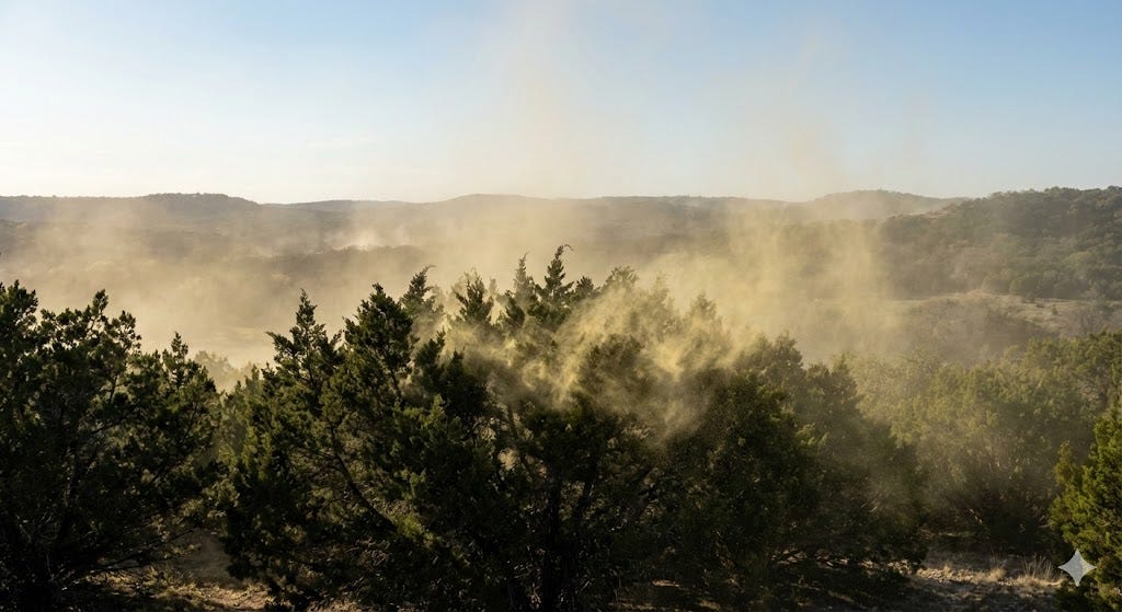 Central Texas Battle Against ‘Cedar Fever’ Intensifies: Experts Debunk ...