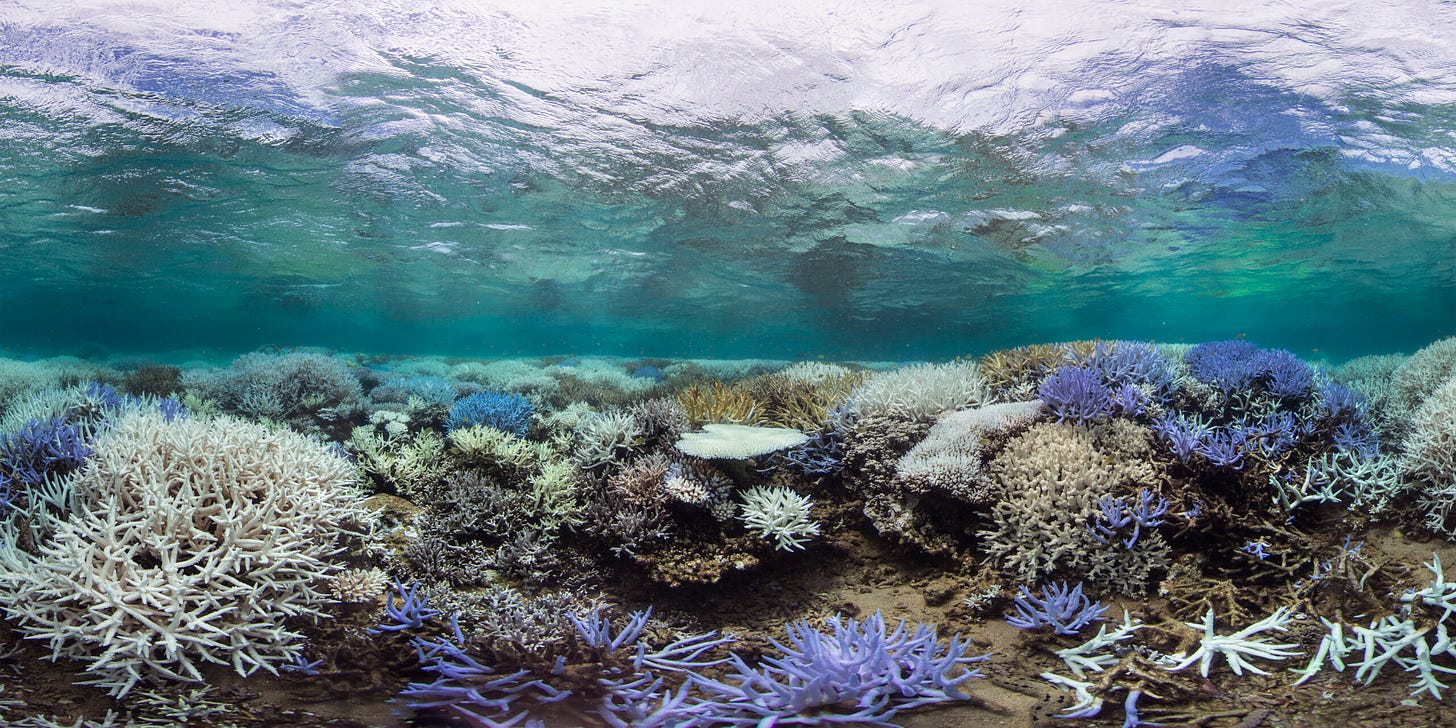 AI's emerging use cases in coral reef conservation