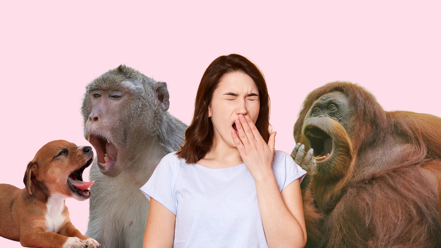 Why do people catch our yawns? - by Steve Most