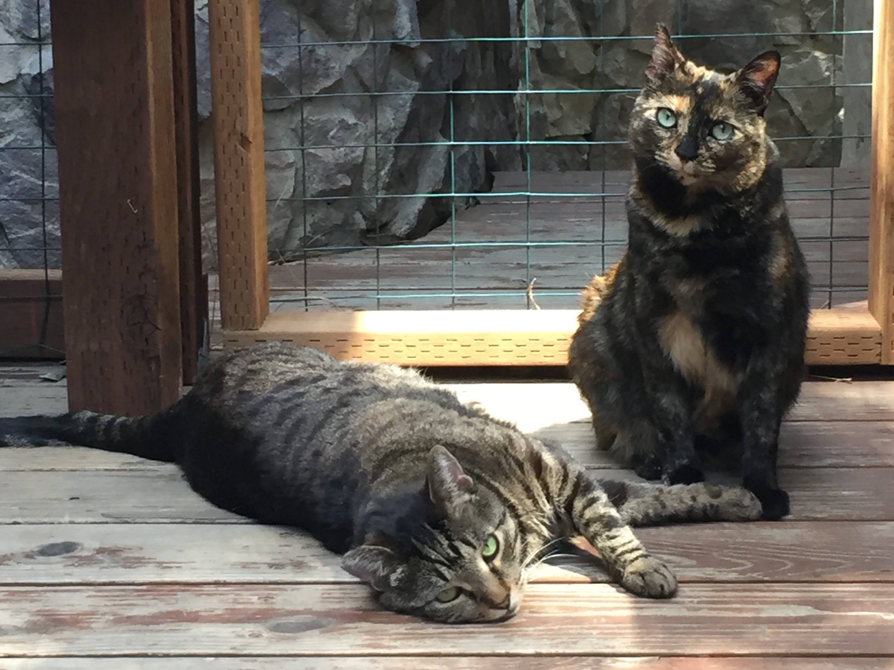 Kali the Fierce, and the Silly - Animal Michael Lane